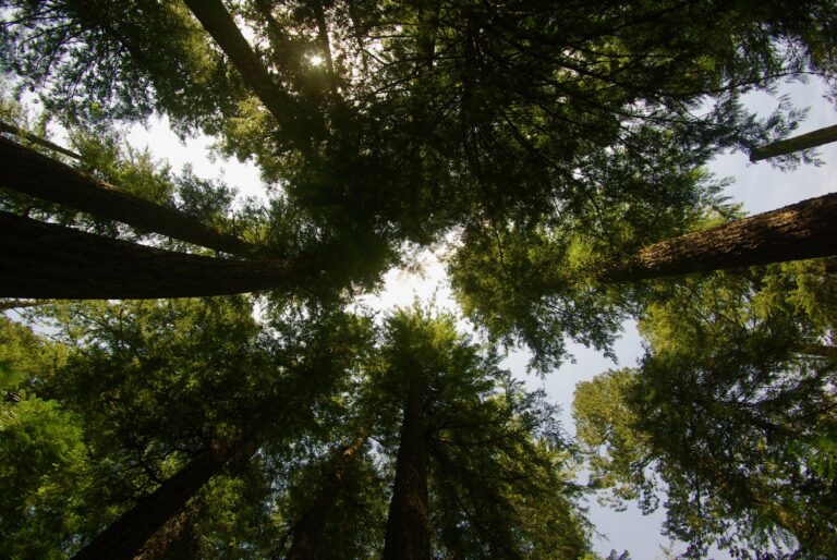Roadside Oregon – Oregon nature, near your vehicle